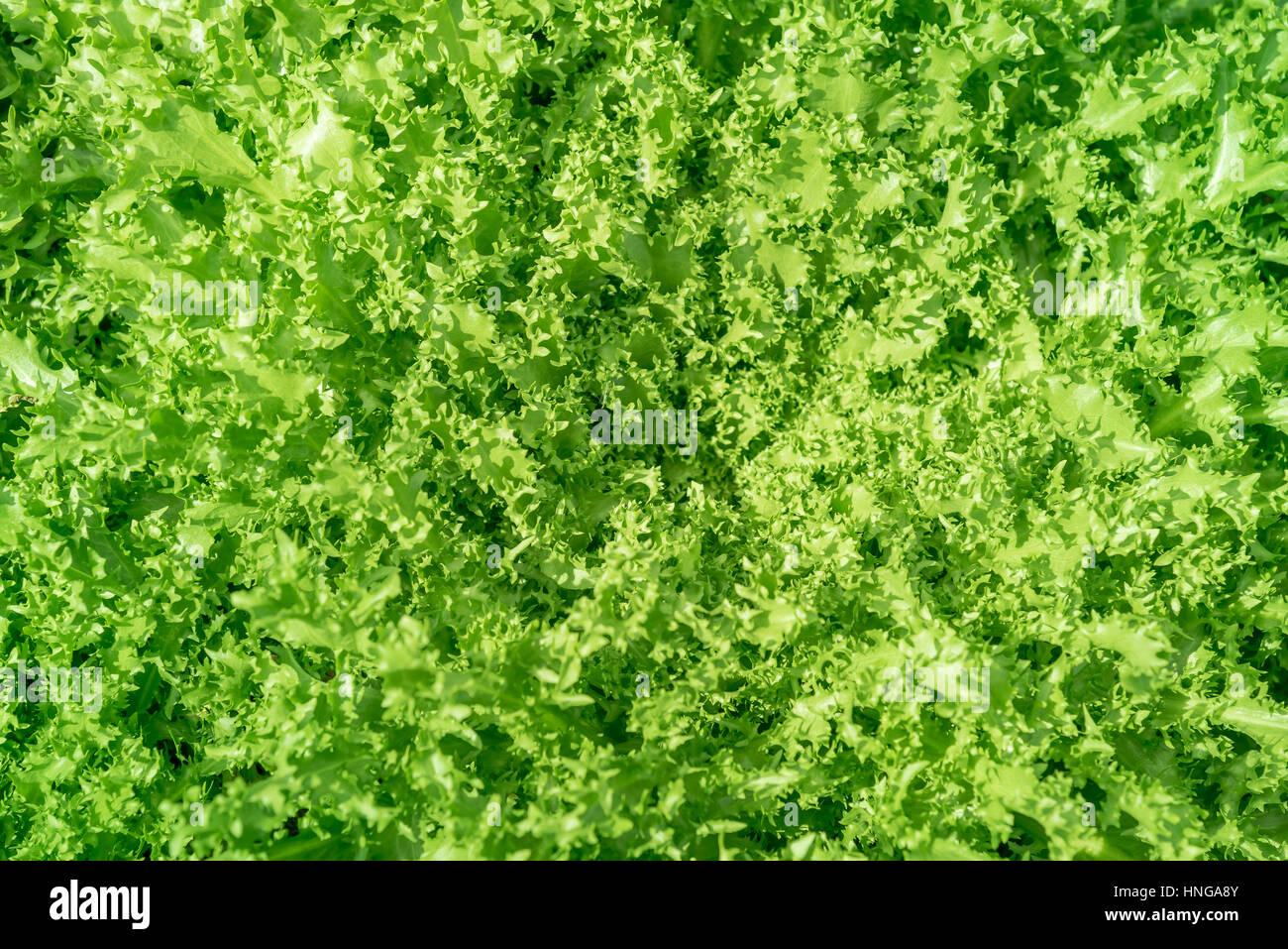 Frillice iceberg salad hi-res stock photography and images - Alamy