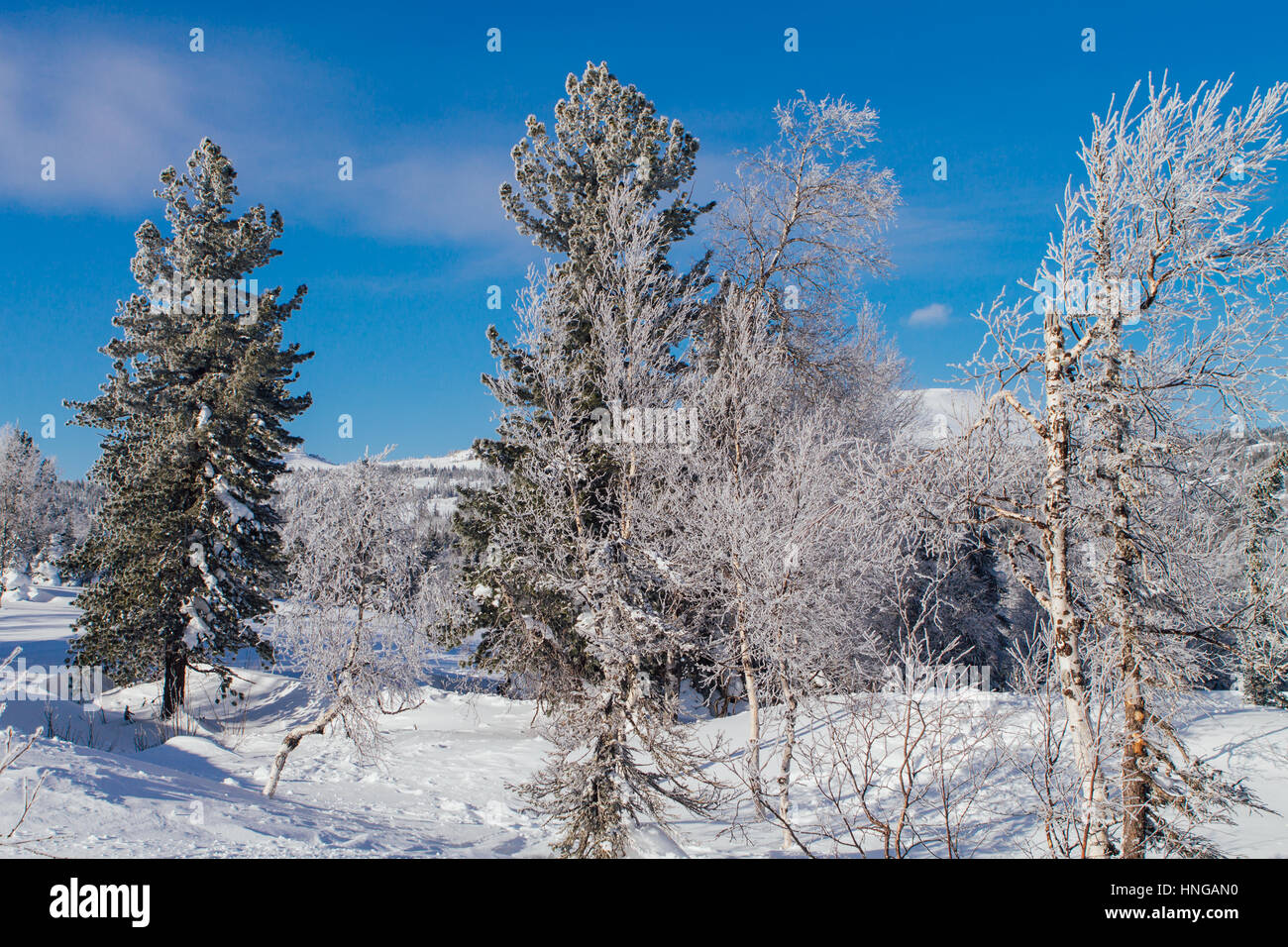 Beautiful winter landscape with snow covered trees Stock Photo - Alamy