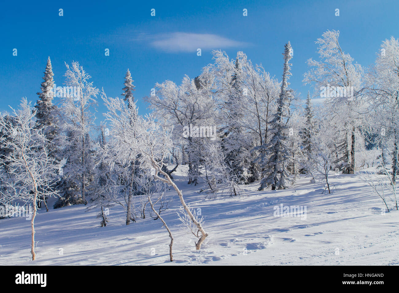 Beautiful winter landscape with snow covered trees Stock Photo - Alamy