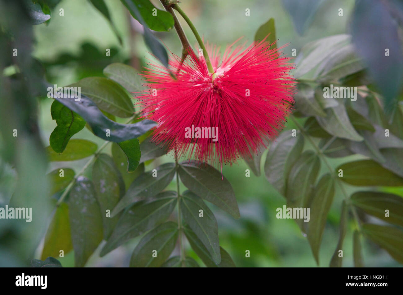 Alive flower hi-res stock photography and images - Alamy