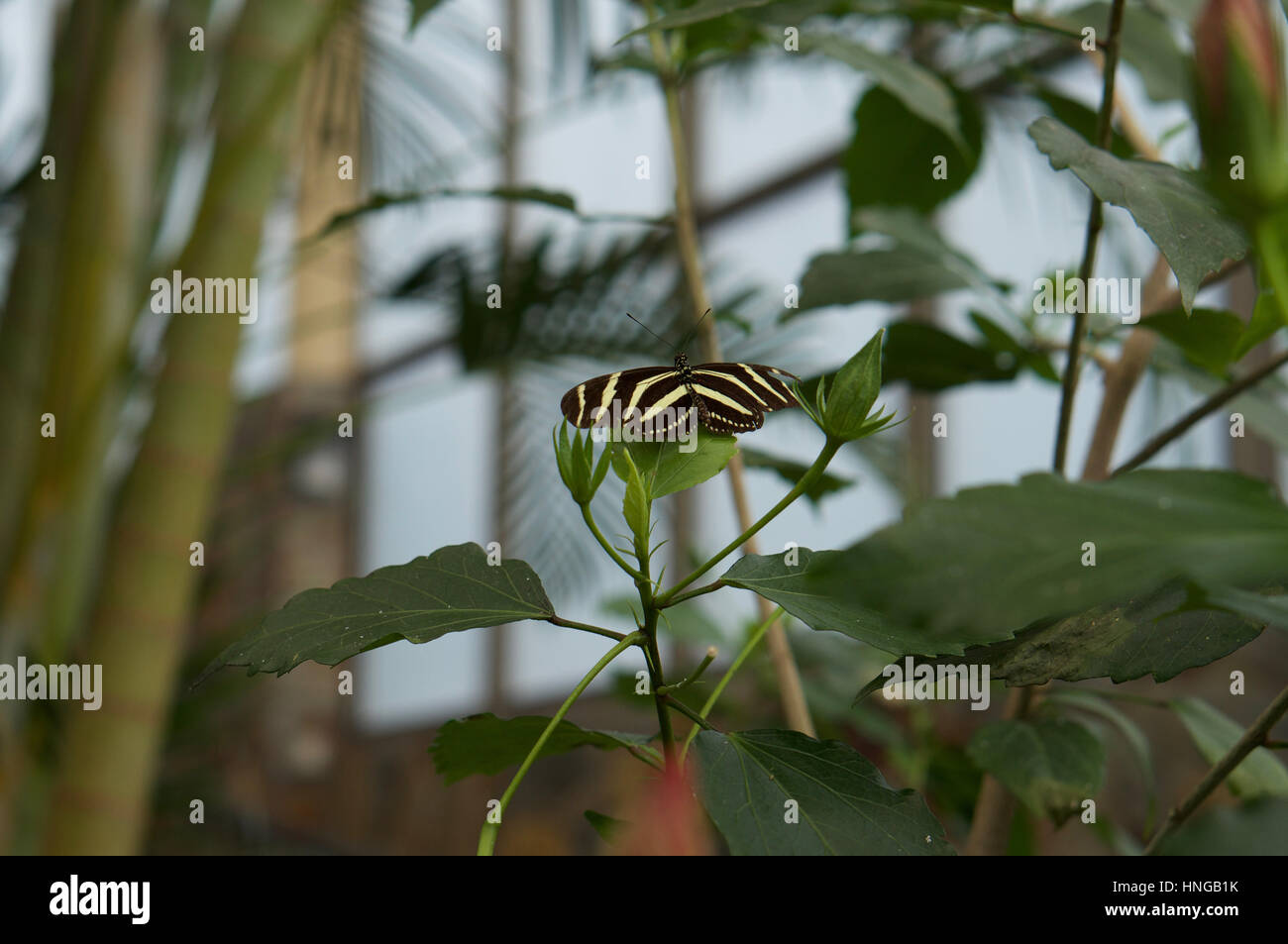 Catch butterfly hi-res stock photography and images - Alamy