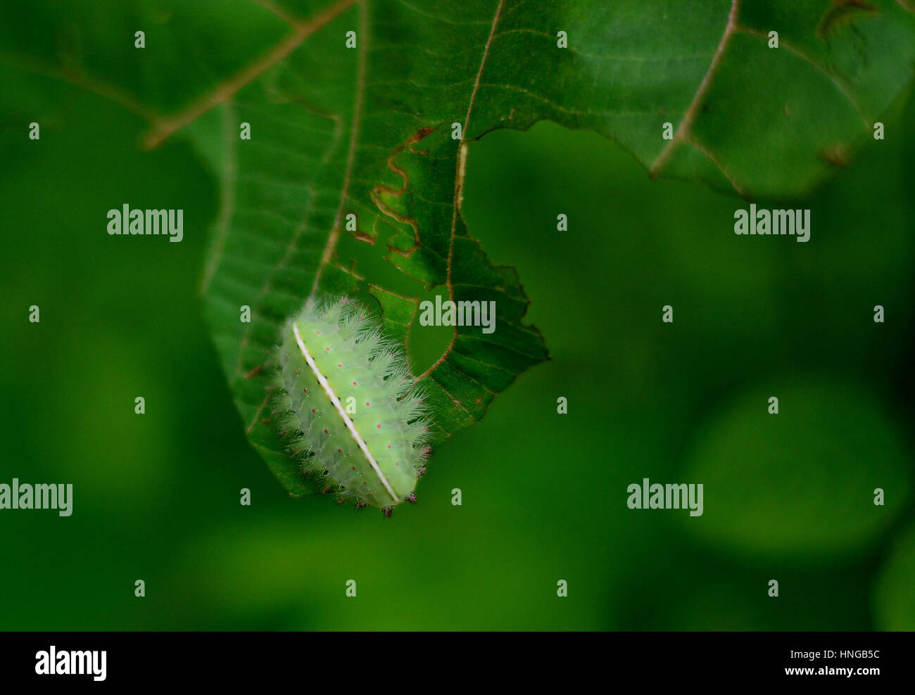 pupa on a leaf Stock Photo - Alamy