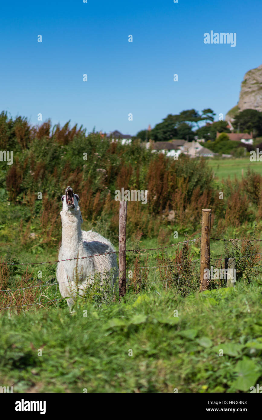 Llama yawning hi-res stock photography and images - Alamy