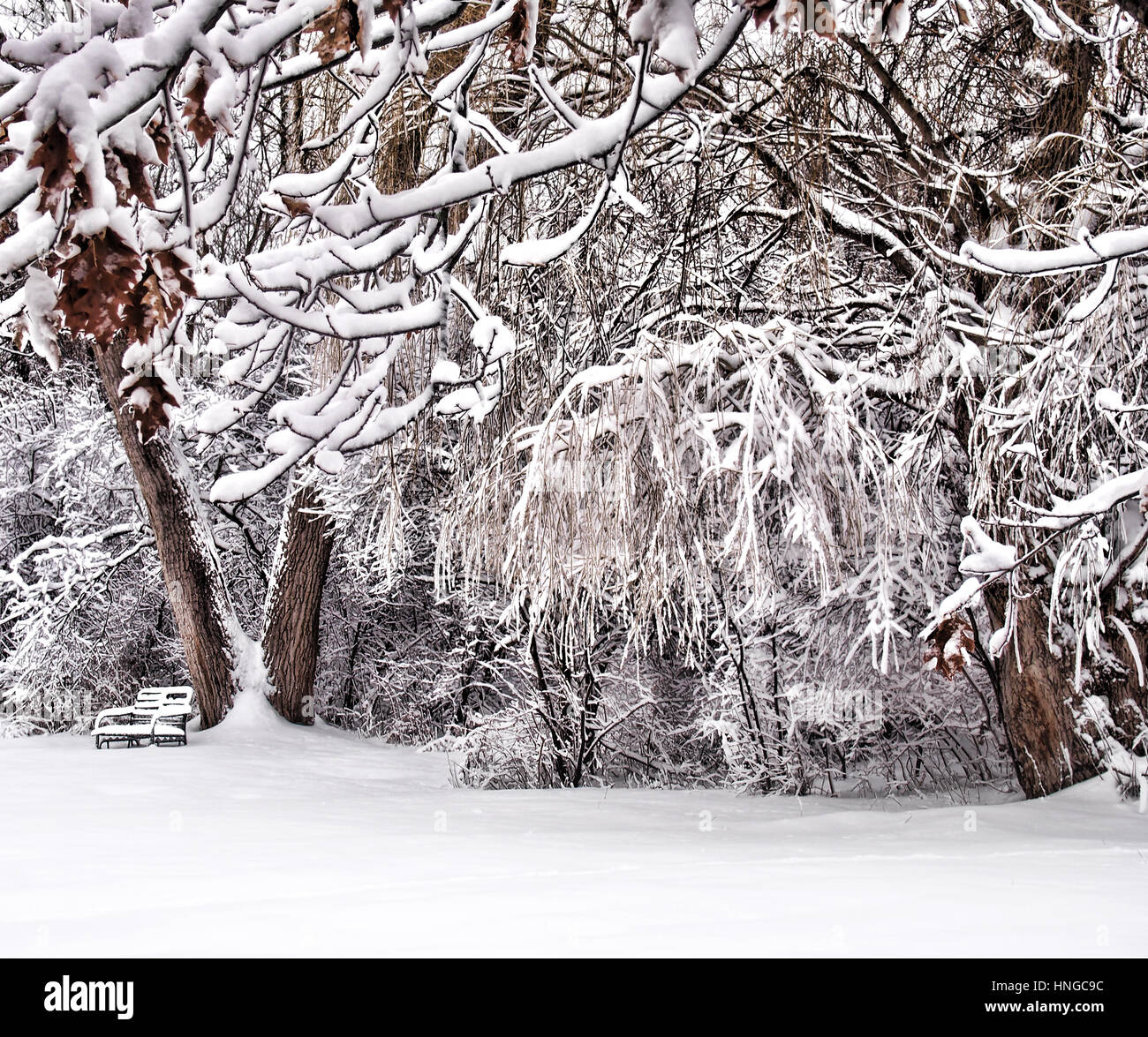 Snowstorm in forest snow covered hi-res stock photography and images ...