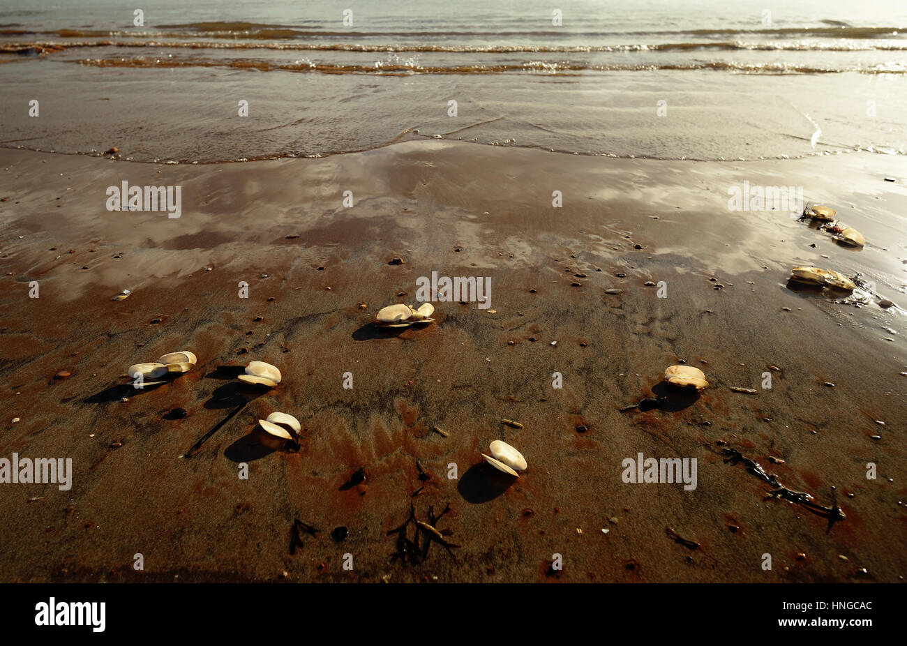 Shells washed up on an empty beach Stock Photo - Alamy