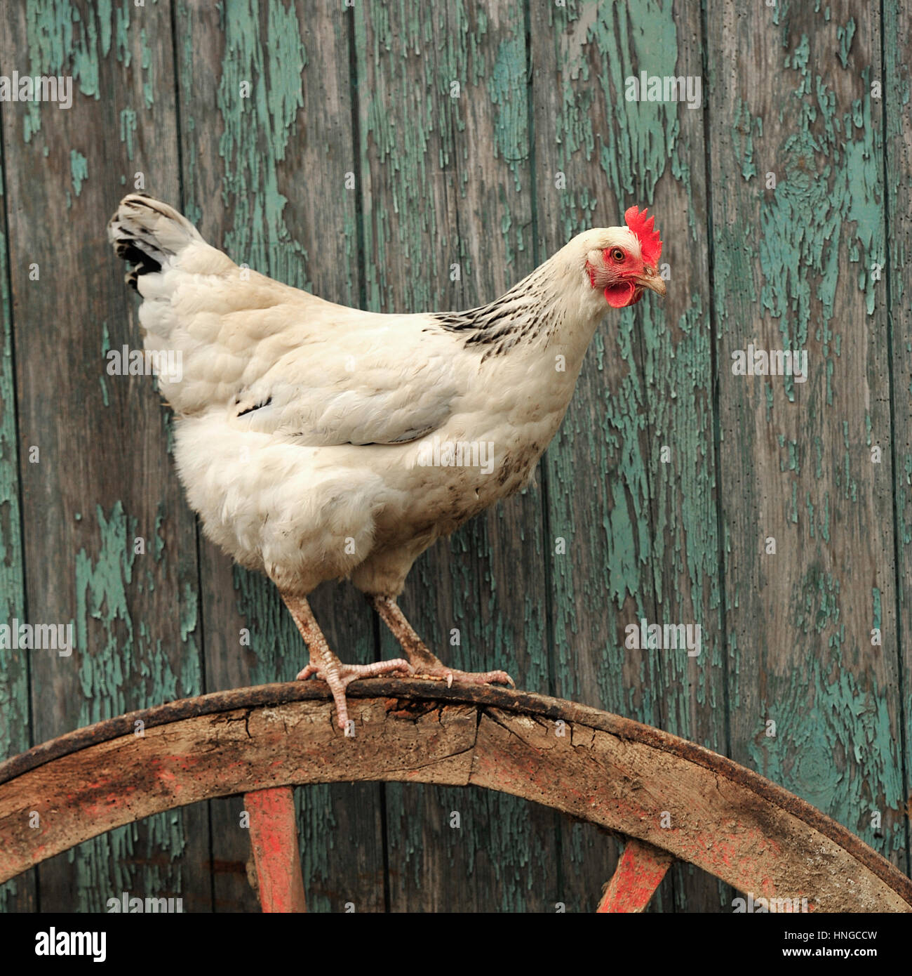 light sussex hen Stock Photo - Alamy