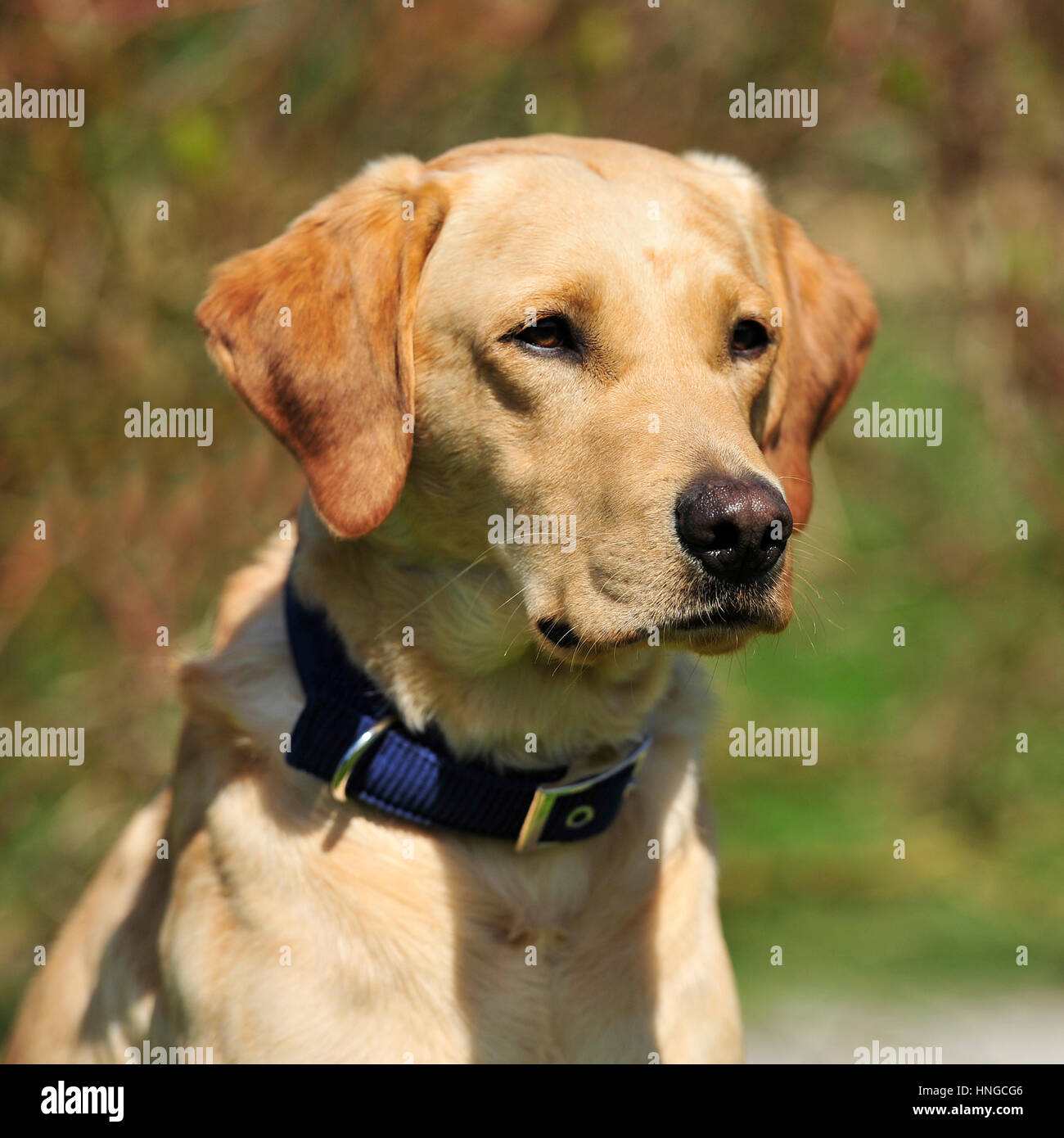 yellow labrador retriever Stock Photo - Alamy
