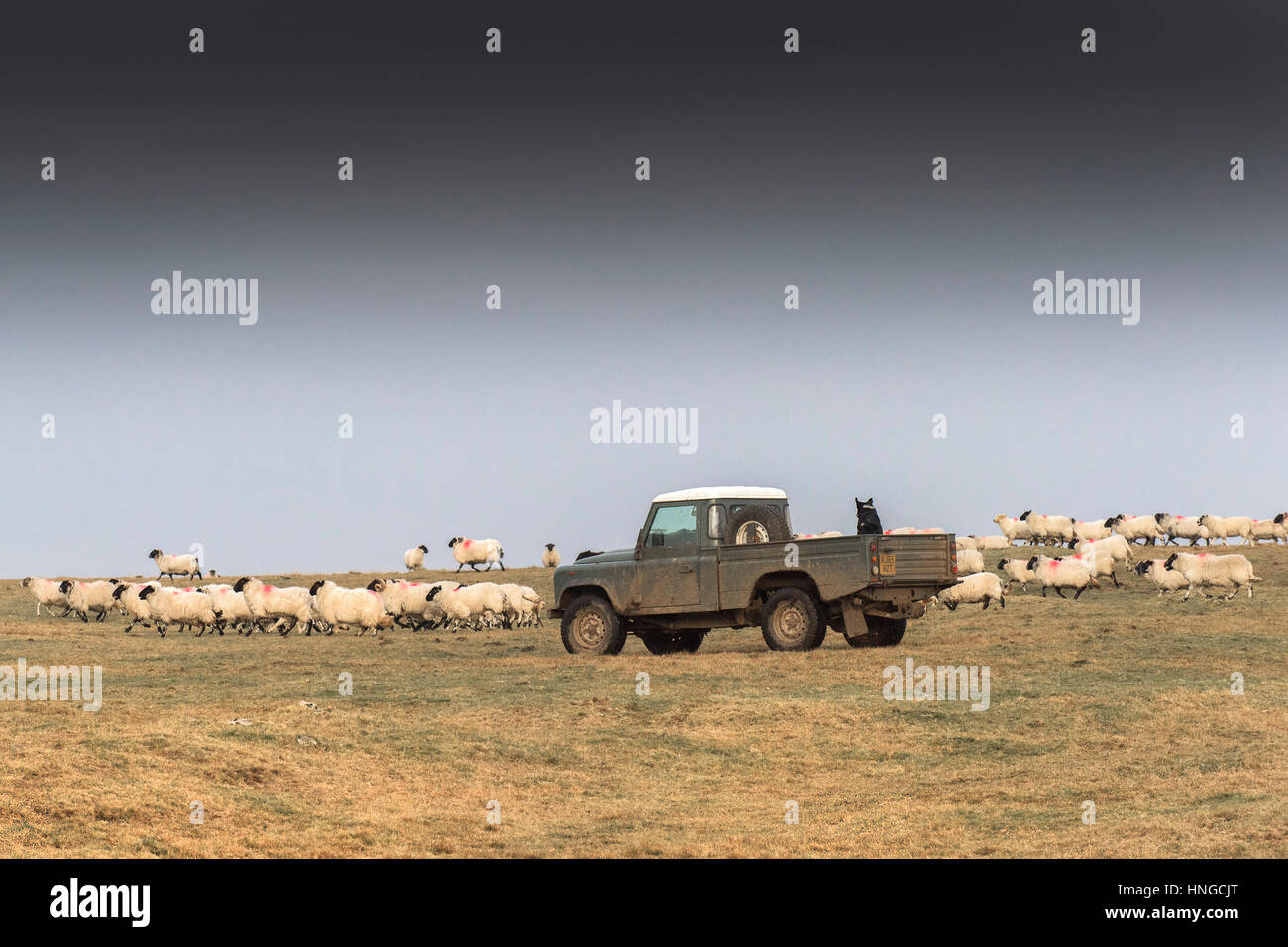 Cornish sheep farmer hi-res stock photography and images - Alamy