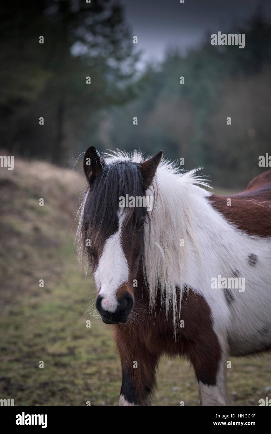 Portrait of a moor hi-res stock photography and images - Alamy