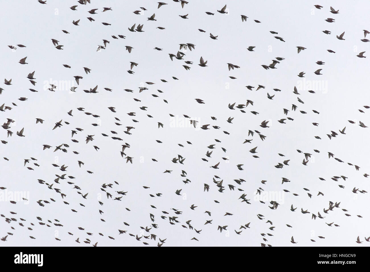 A large flock of Starlings flying overhead Stock Photo - Alamy