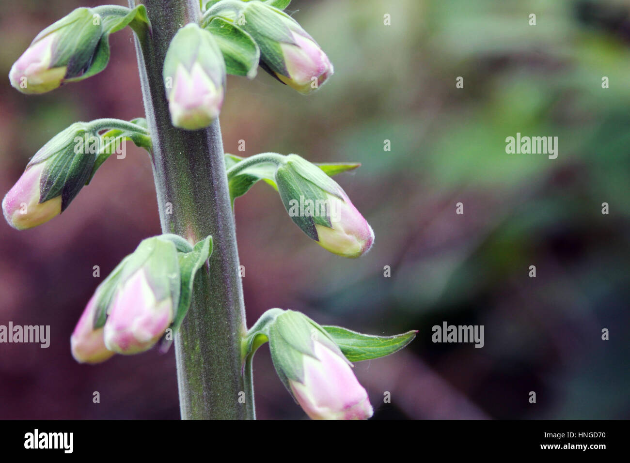 Wildflower stem hi-res stock photography and images - Alamy
