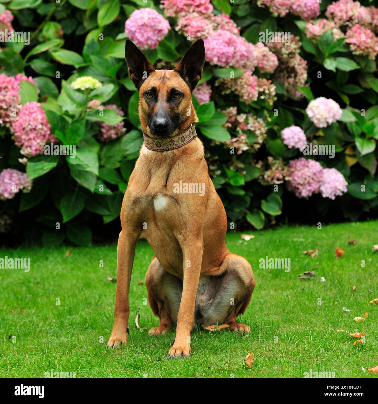 Berger Belge Malinois High Resolution Stock Photography and Images - Alamy