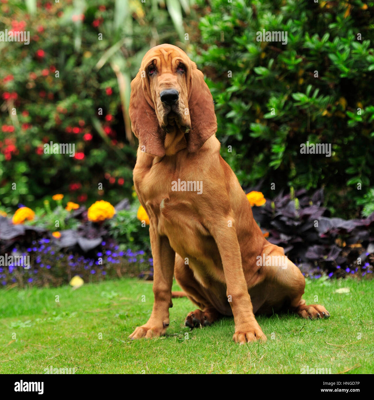 Chien De Saint Hubert Stock Photos & Chien De Saint Hubert Stock Images ...