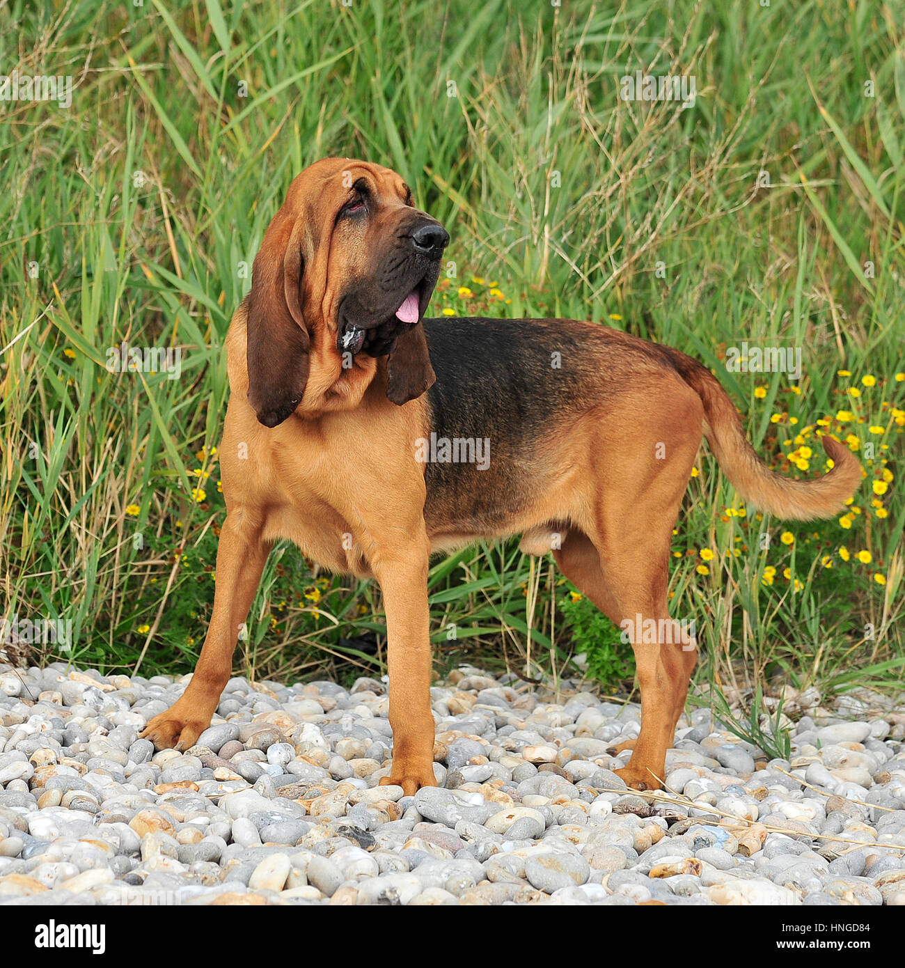 Bloodhound Or Saint Hubert Hound Stock Photos & Bloodhound Or Saint ...