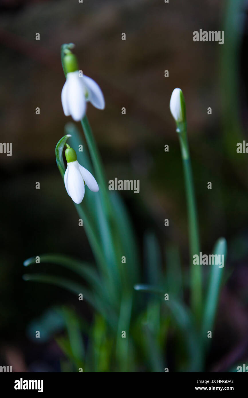 Drooping snowdrops hi-res stock photography and images - Alamy