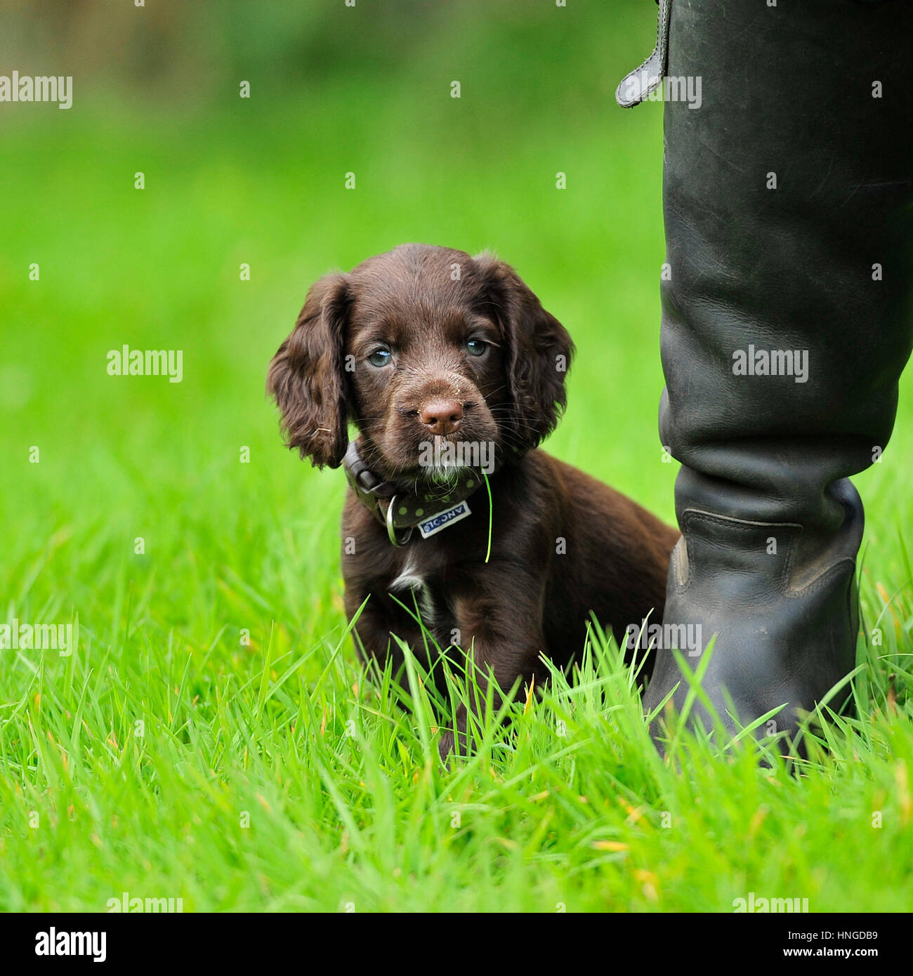Chocolate Cocker Spaniel High Resolution Stock Photography and Images ...