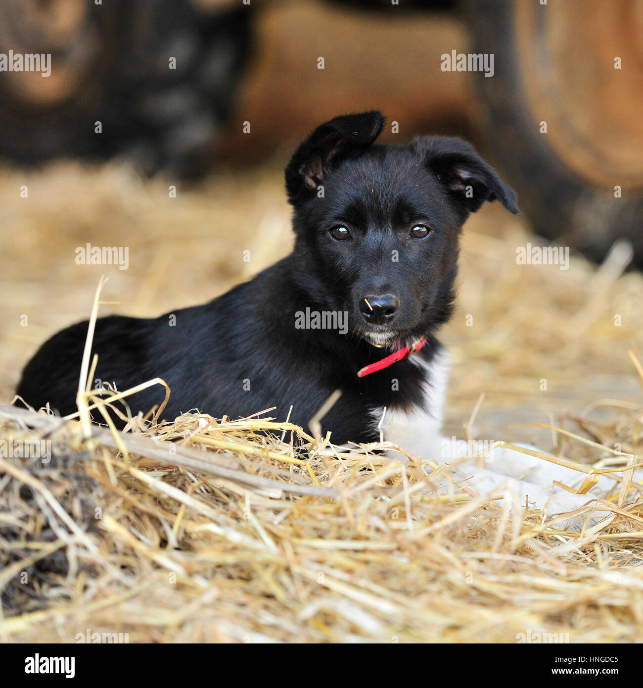 Black White Border Collie Sheep High Resolution Stock Photography and ...
