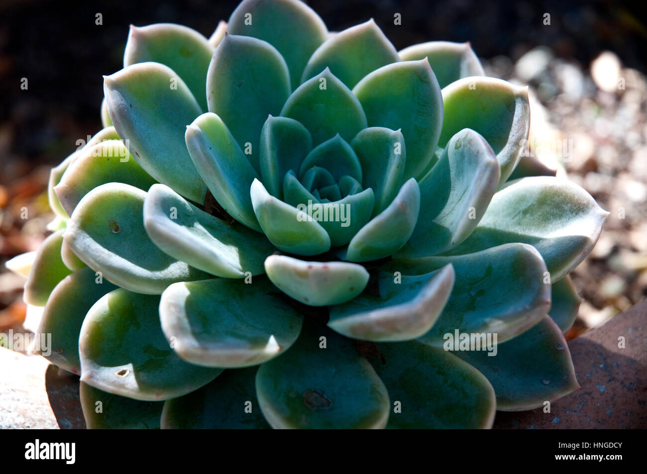 Garden Plants and flowers in the sun Stock Photo - Alamy
