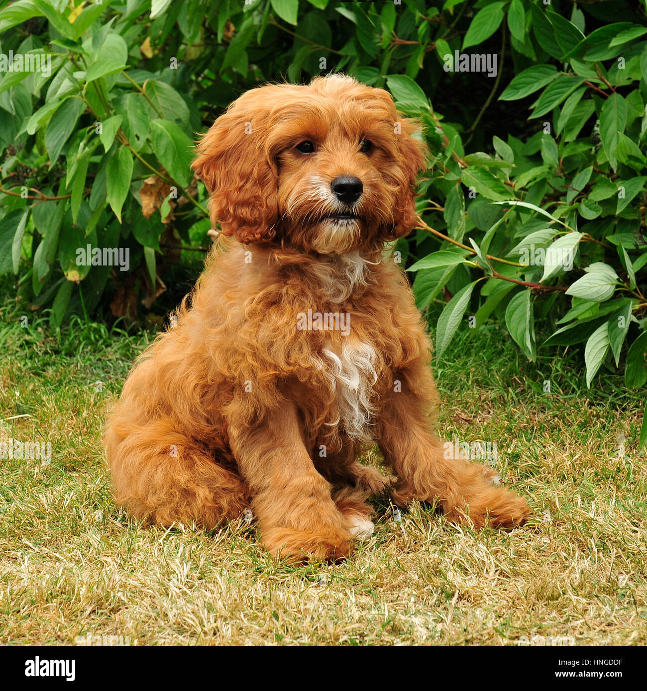 cockapoo Stock Photo - Alamy