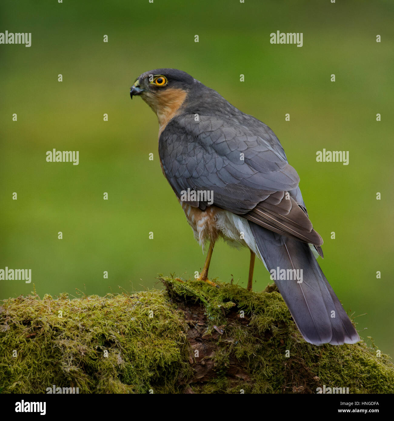 Male blue Sparrow Hawk Stock Photo - Alamy
