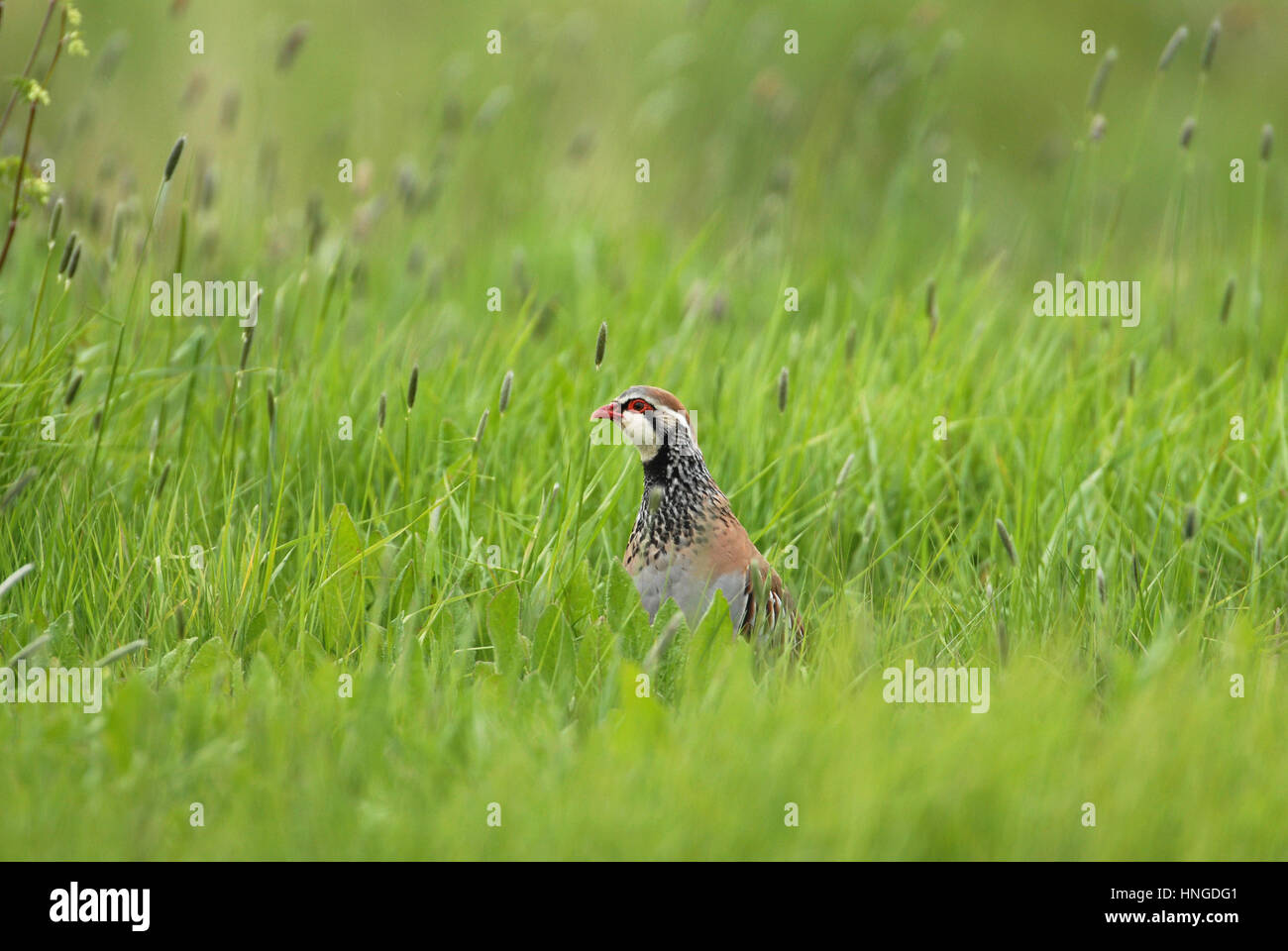 Red legged bird hi-res stock photography and images - Alamy