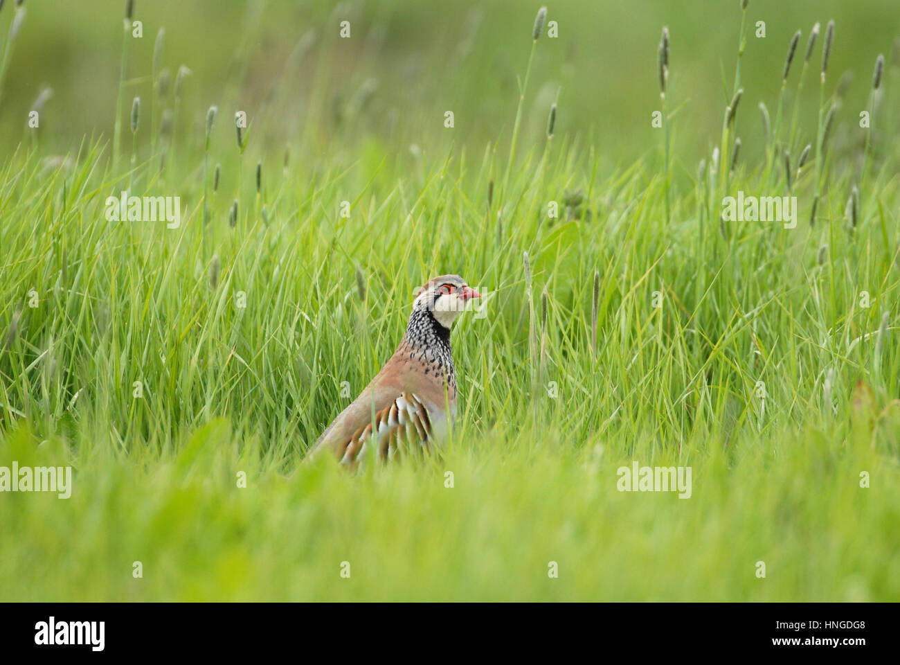 Red legged bird hi-res stock photography and images - Alamy