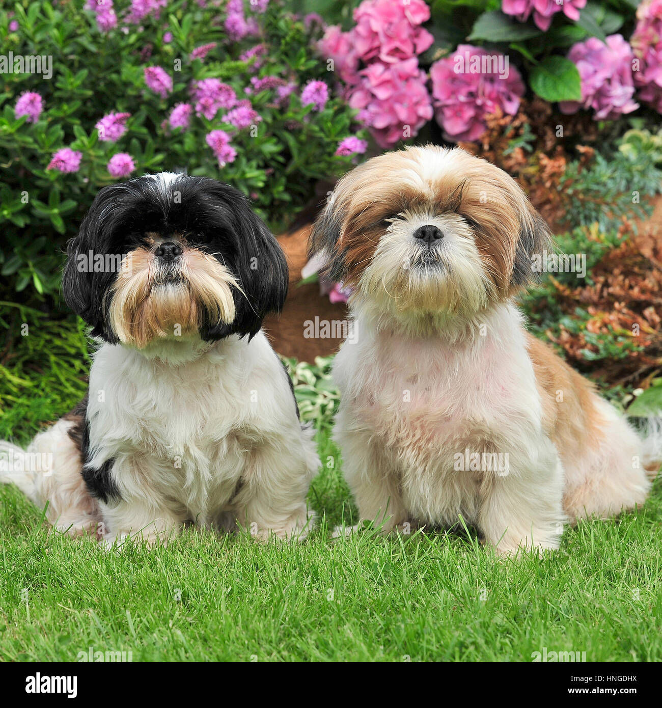two shih tzus Stock Photo - Alamy