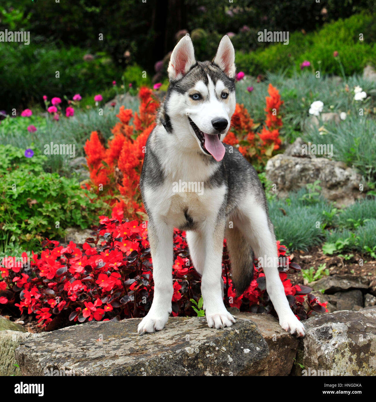 Grey Siberian Husky High Resolution Stock Photography and Images - Alamy
