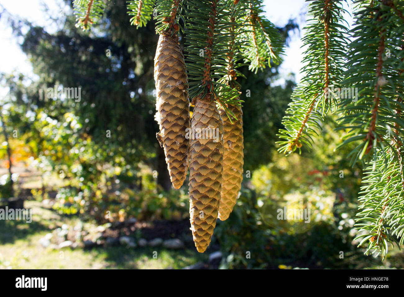 Long leaf pine cone hi-res stock photography and images - Alamy