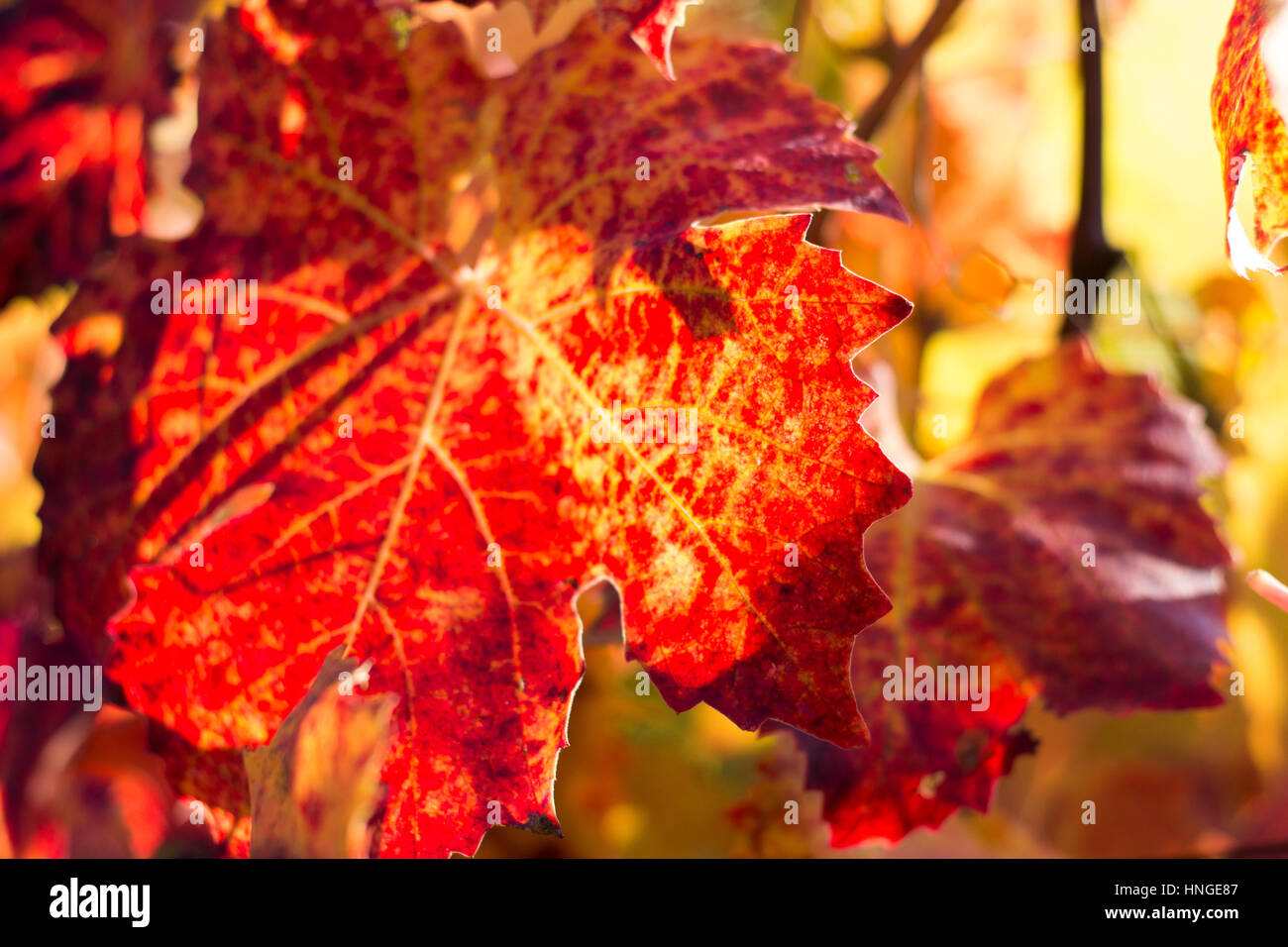 Autumn Leaves Sunset Stock Photo - Alamy
