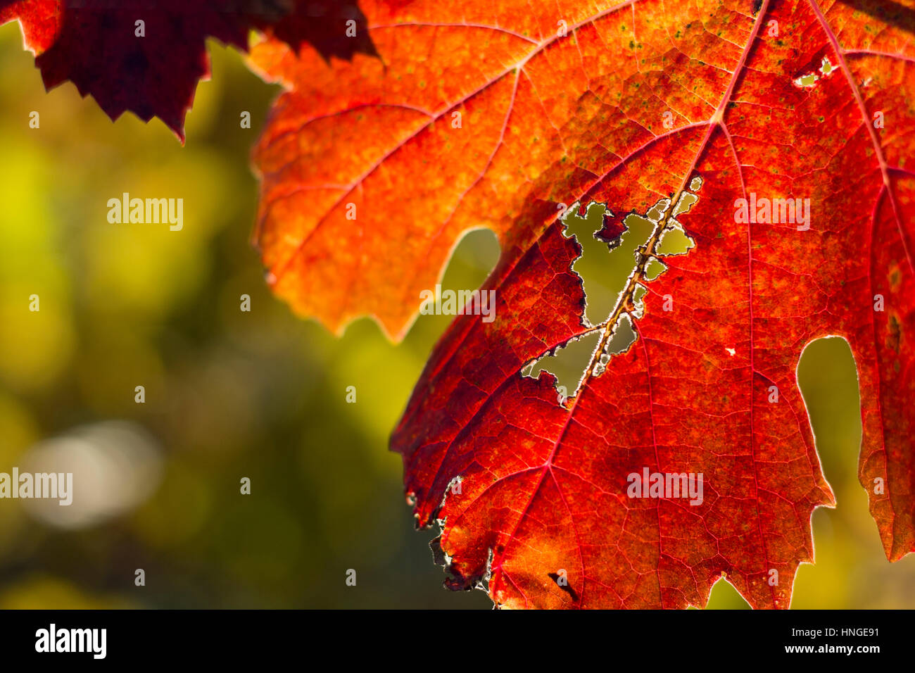 Autumn Leaves Sunset Stock Photo - Alamy