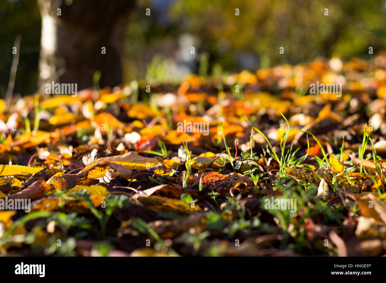 Autumn Leaves Sunset Stock Photo - Alamy