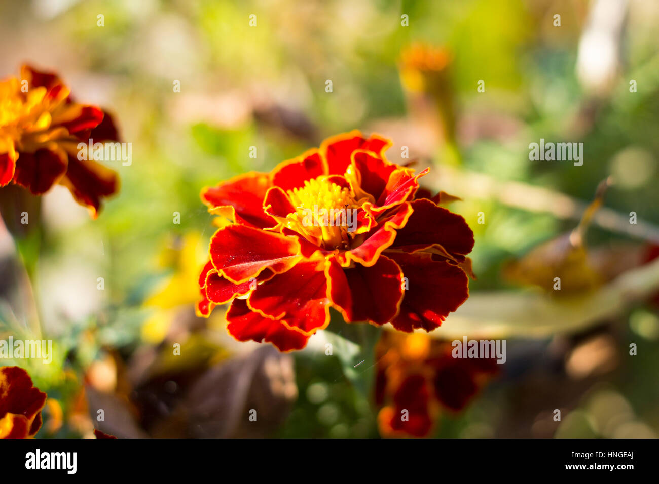 Sunset marigold hi-res stock photography and images - Alamy