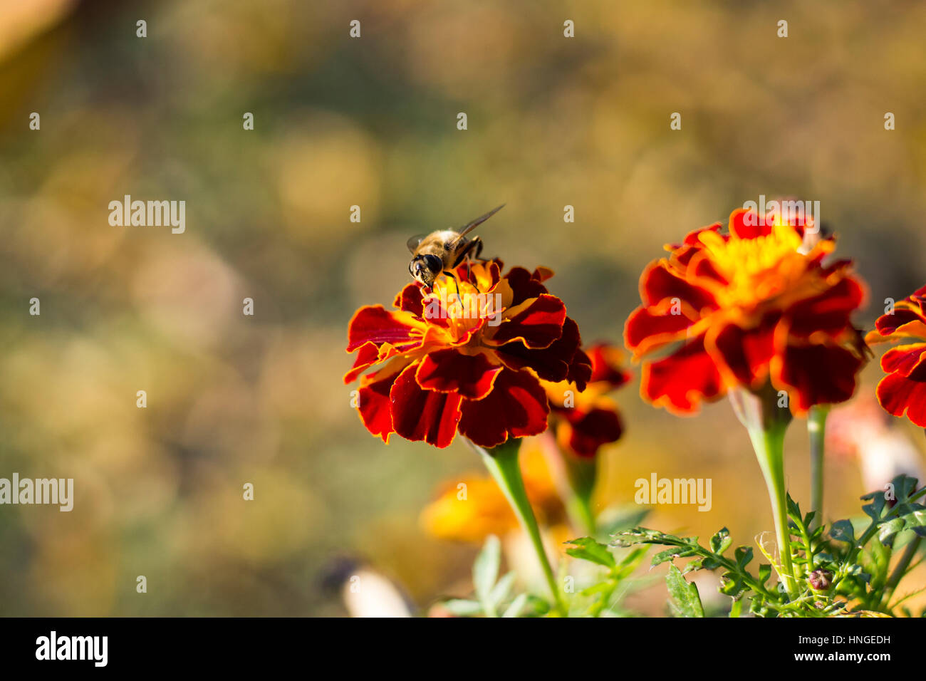 Bee on a Marigold Stock Photo - Alamy