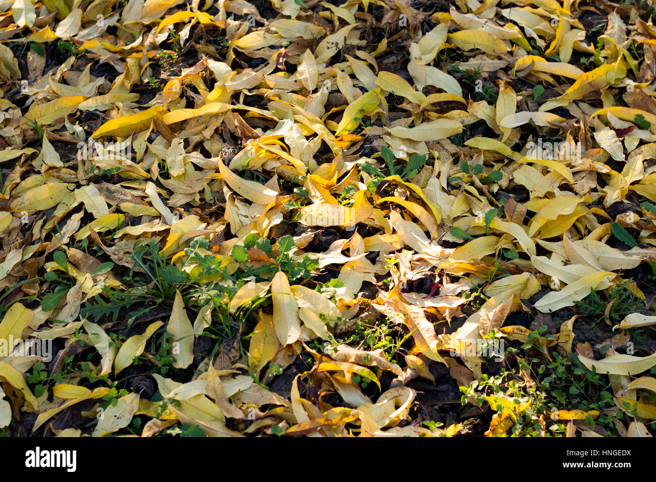 Autumn Leaves Sunset Stock Photo - Alamy
