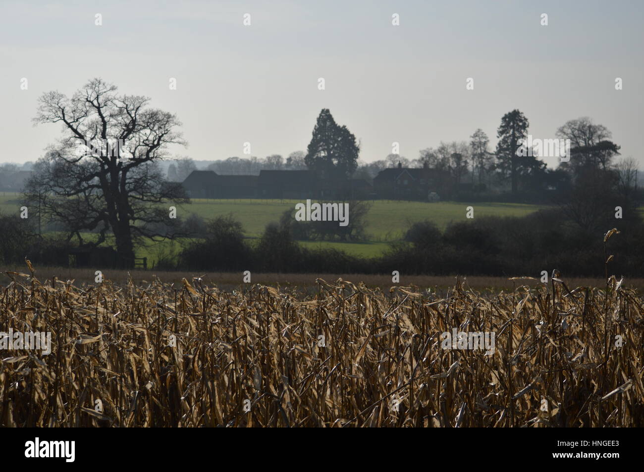 Crop crops dead dry hi-res stock photography and images - Alamy