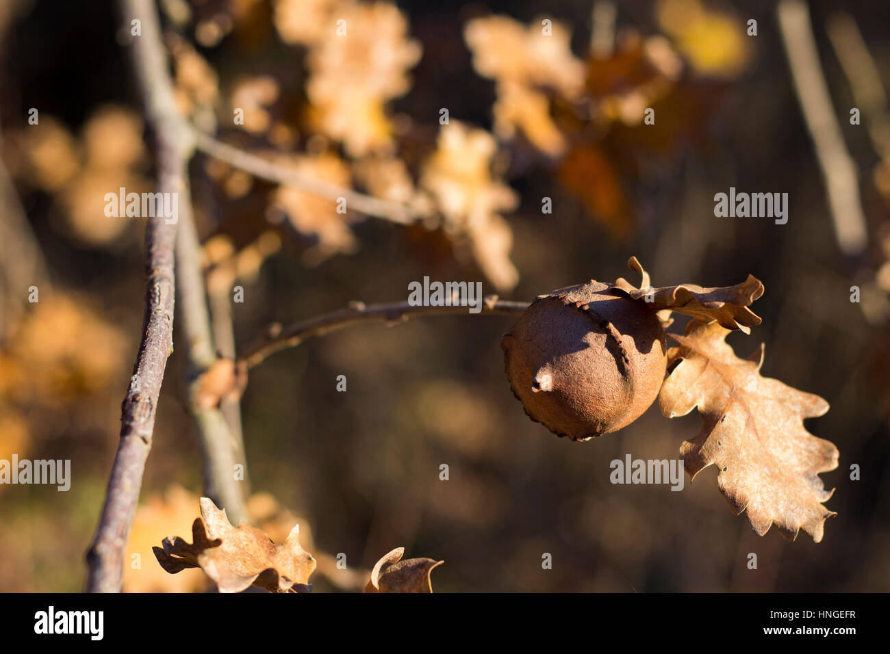 Autumn Leaves Sunset Stock Photo - Alamy