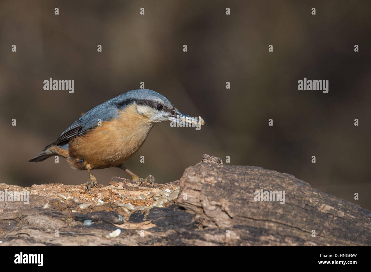 Nut hatch hi-res stock photography and images - Alamy