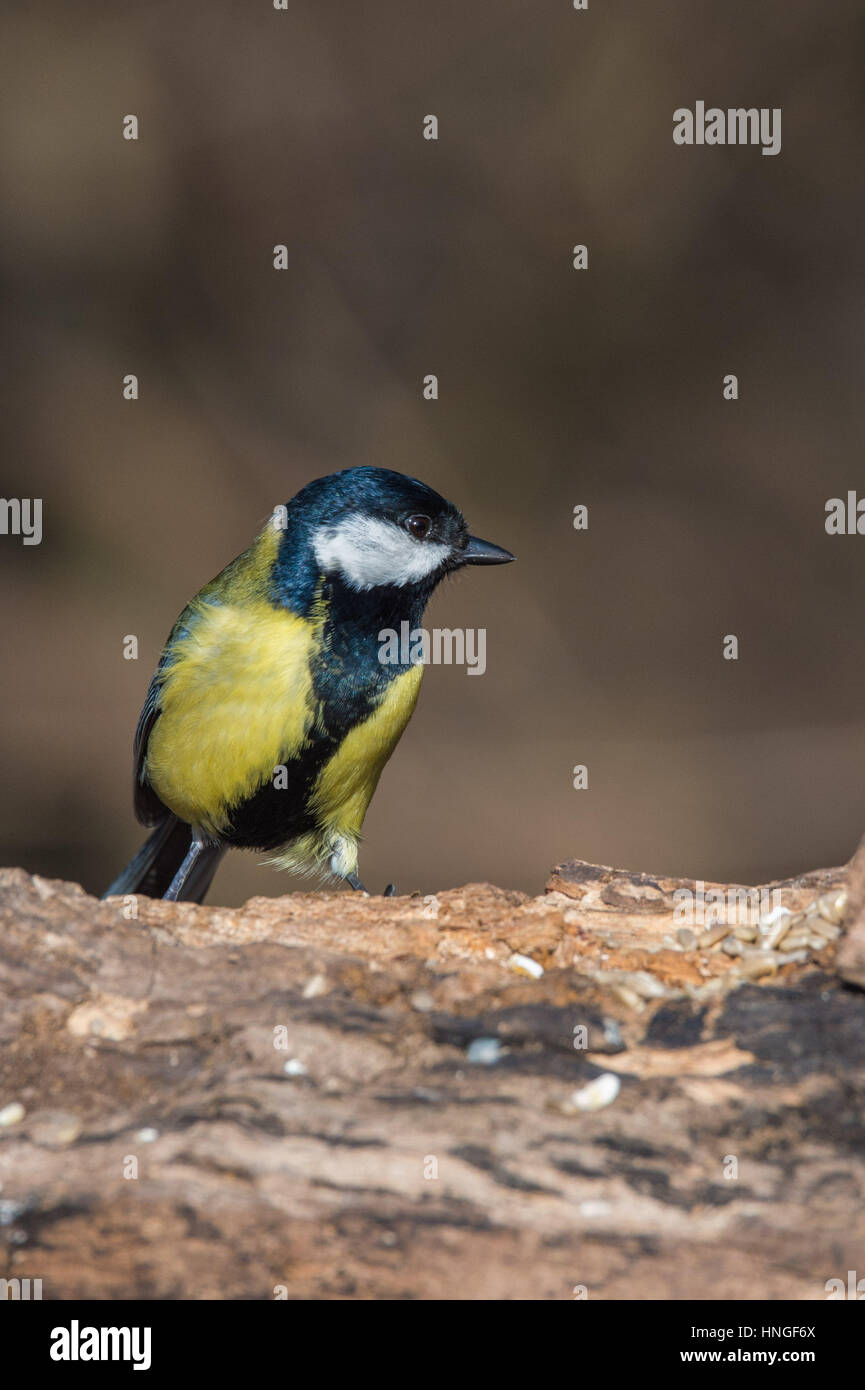 Great tit bird Stock Photo - Alamy