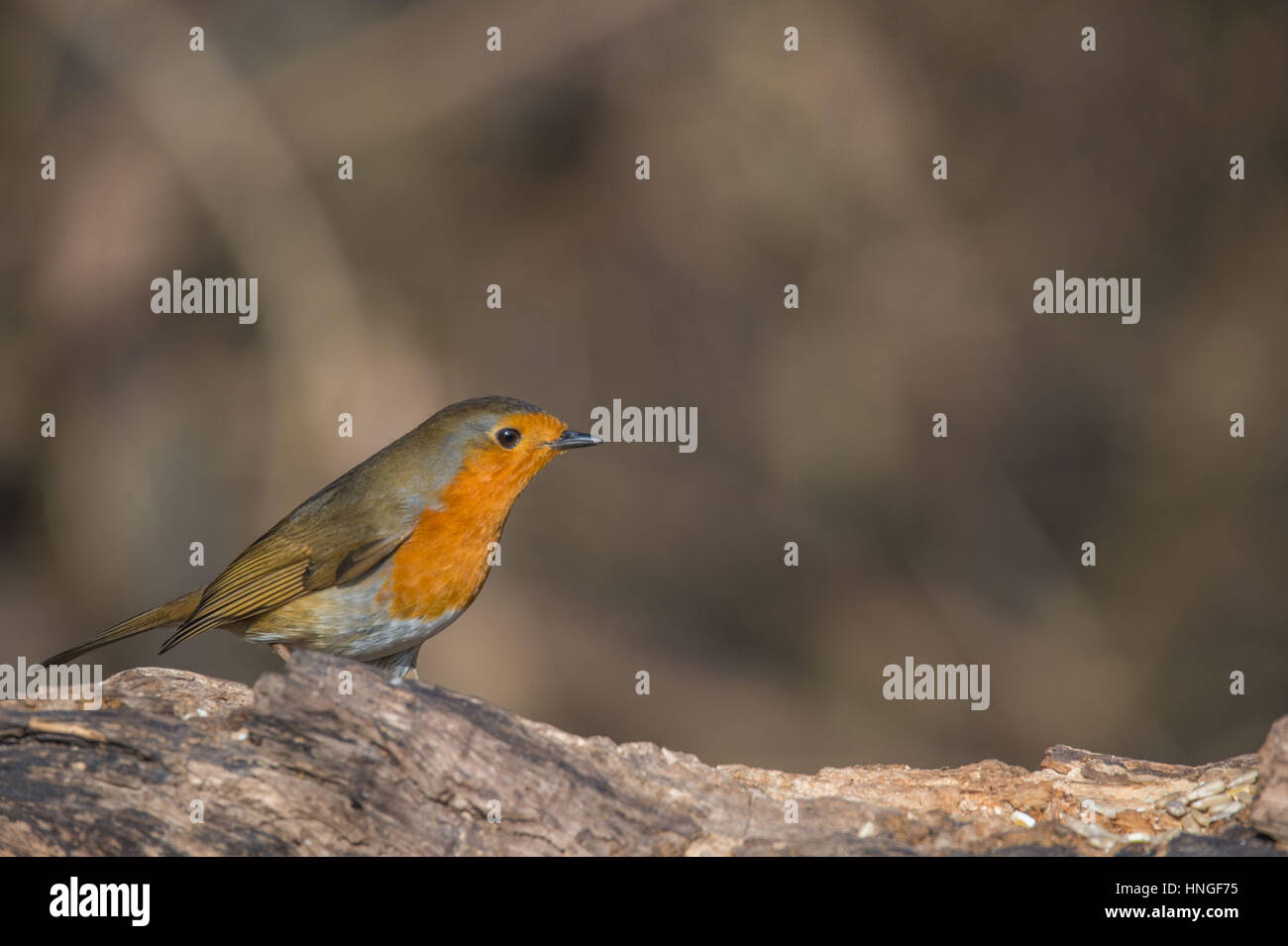 Iconic british wildlife hi-res stock photography and images - Alamy