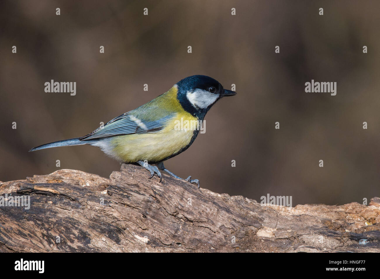 Great tit bird Stock Photo - Alamy