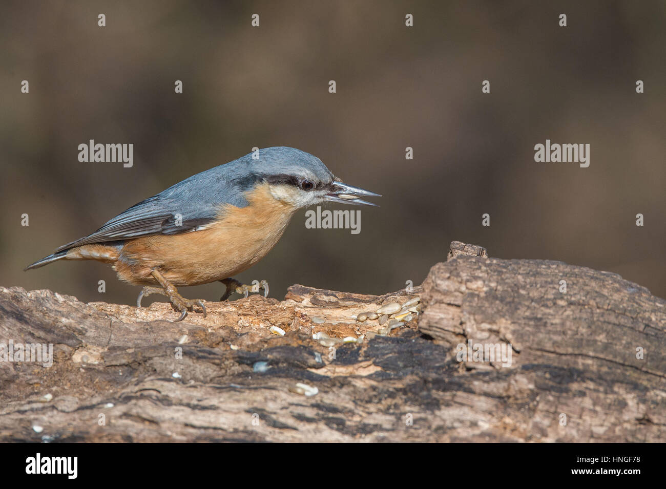 Detailed nuthatch hi-res stock photography and images - Alamy