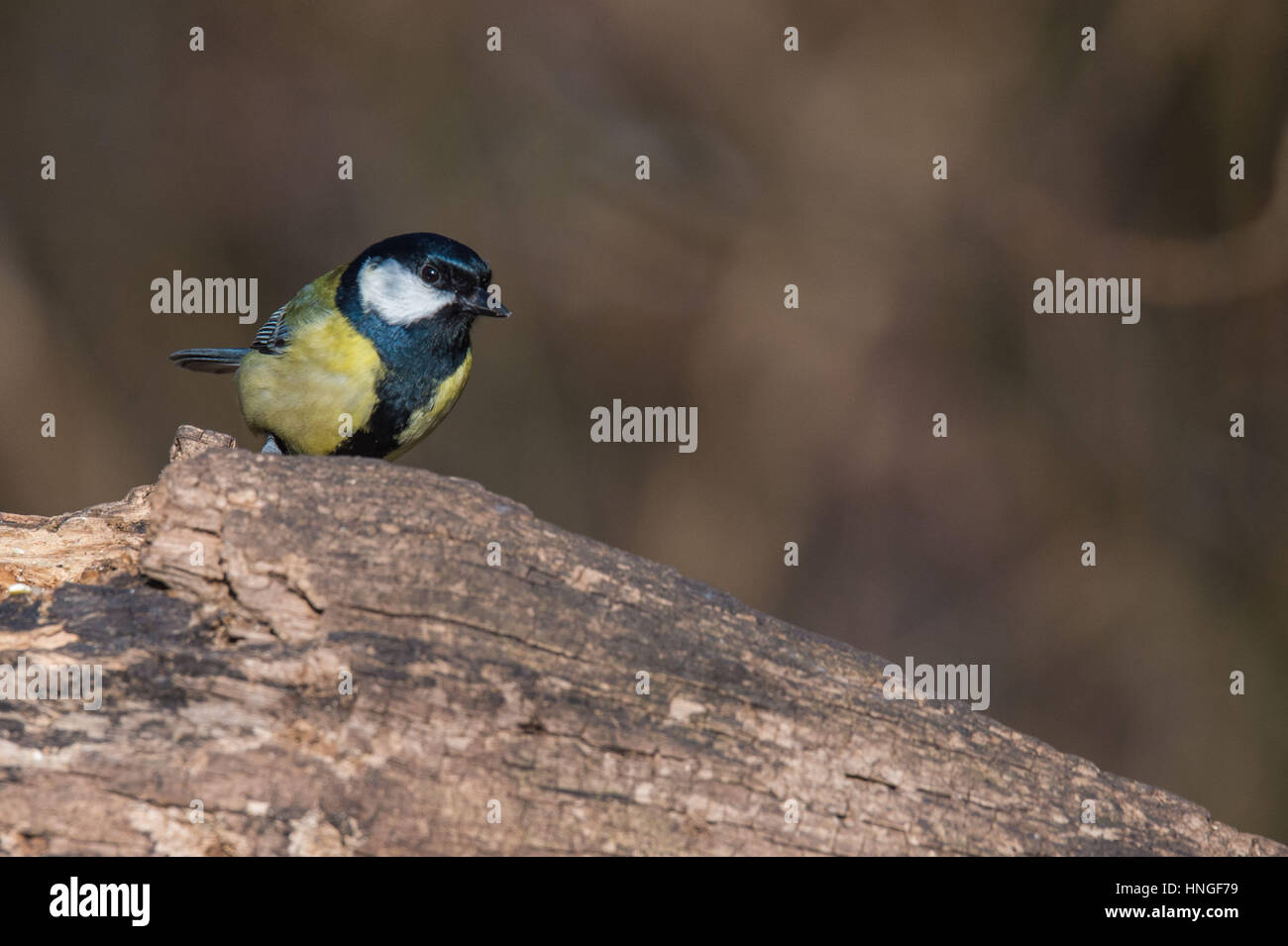 Great tit bird Stock Photo - Alamy