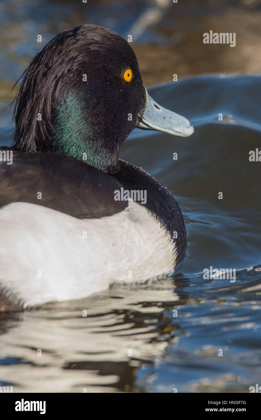 Tufted duck tuft hi-res stock photography and images - Alamy