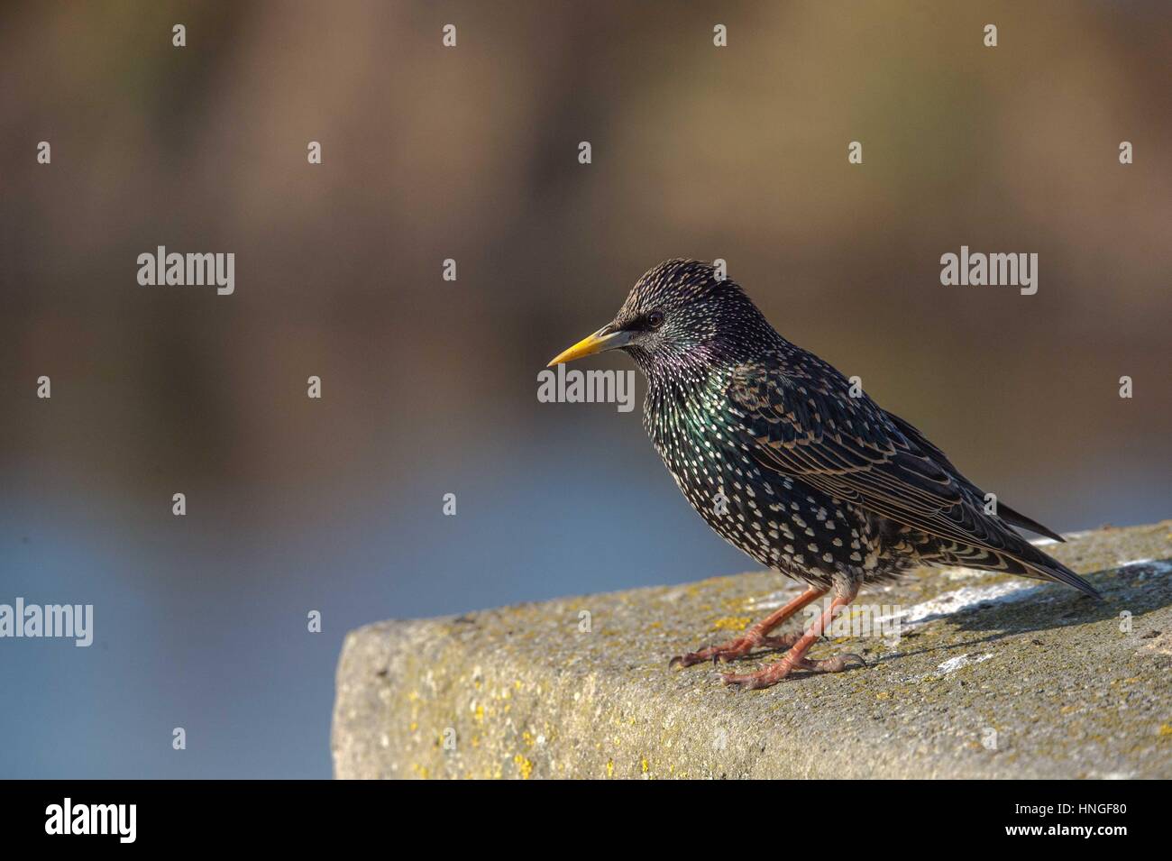 Small starling bird hi-res stock photography and images - Alamy