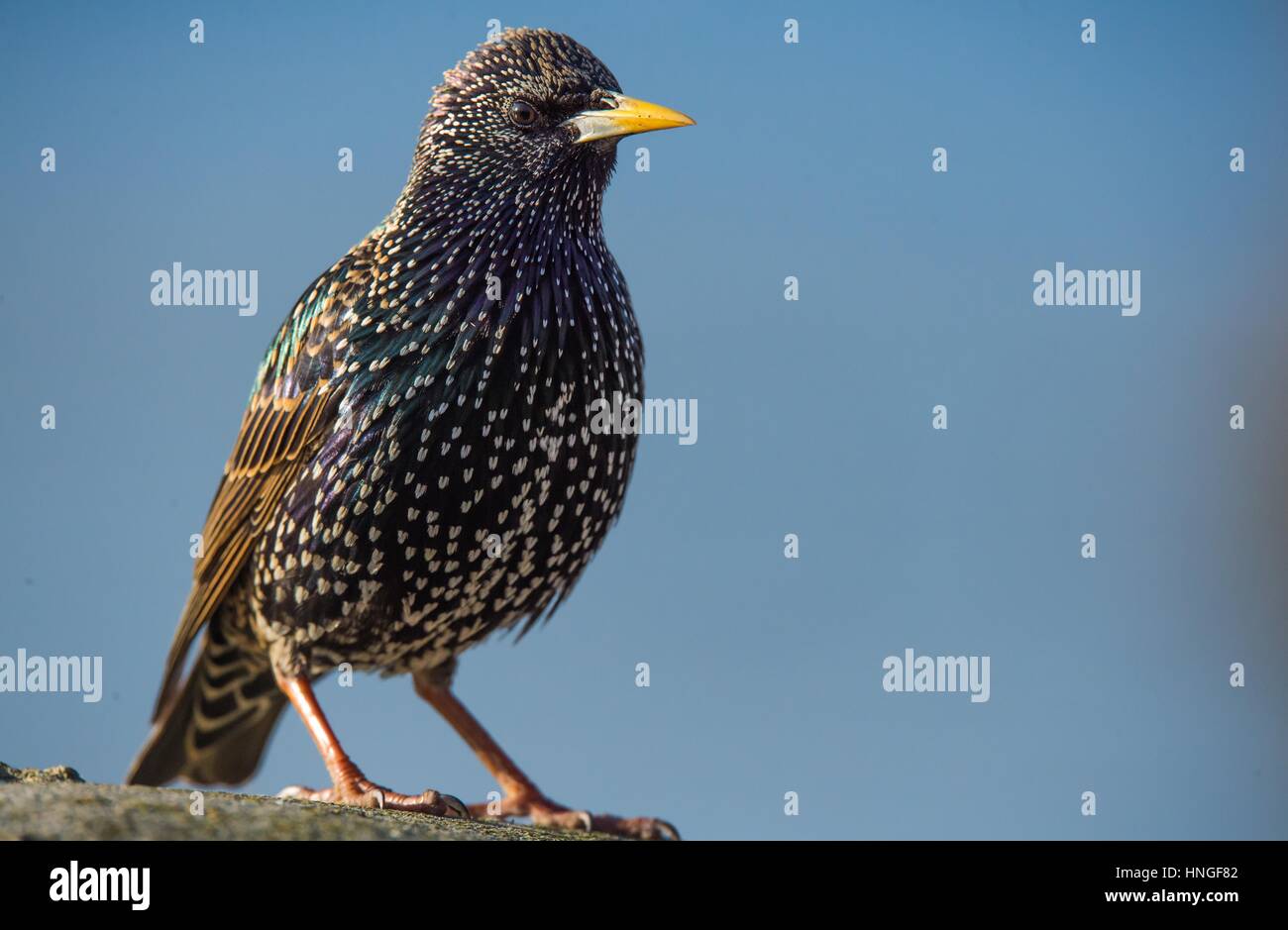 Small starling bird hi-res stock photography and images - Alamy