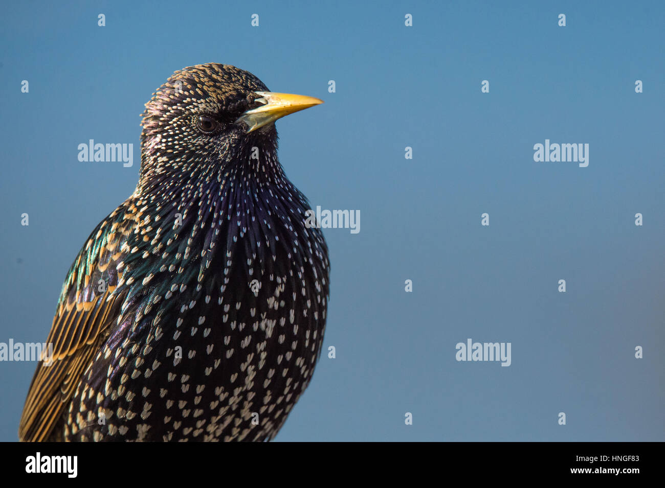 European starling murmuration hi-res stock photography and images - Alamy