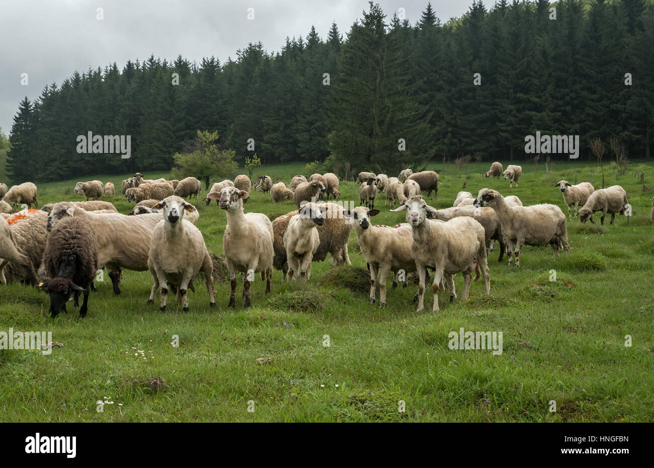 Hairy sheep on a green meadow in a mountain Brezovica, Serbia Stock ...