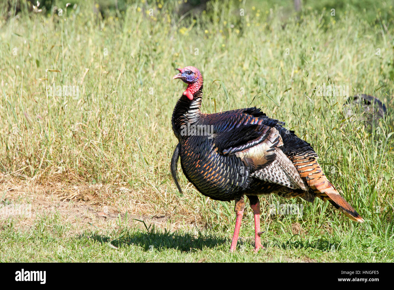 Young turkeys hi-res stock photography and images - Alamy