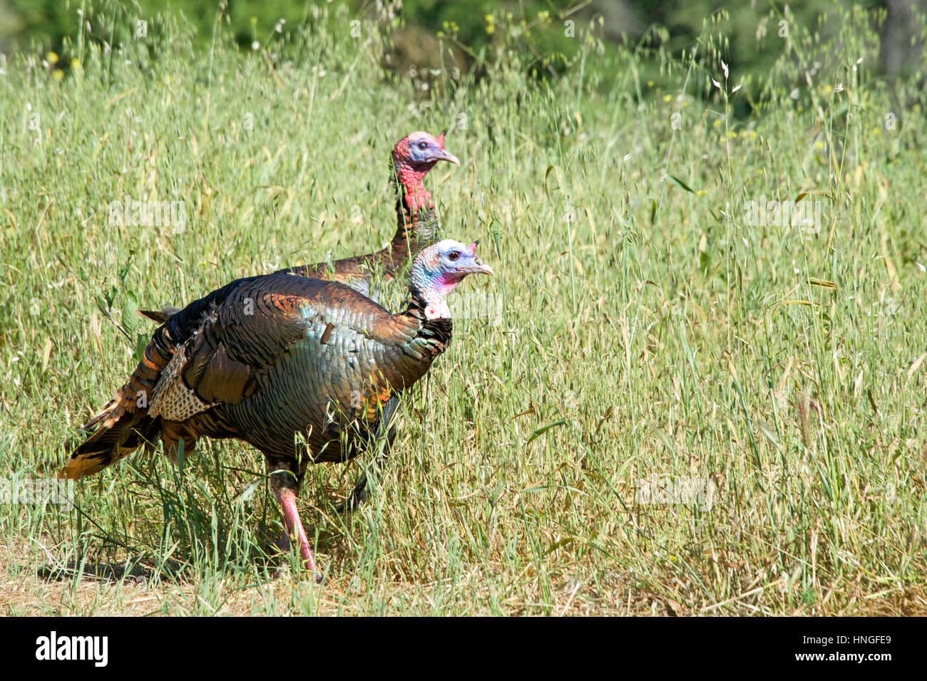 Two female turkeys walking through a grassy hillside field in Hayward ...